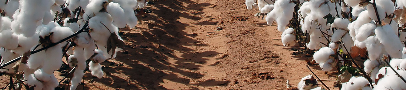 Cotton Incorporated's Company History - A Timeline of Events