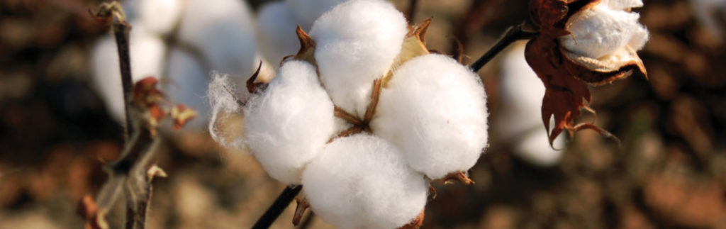 USDA Official Standards for Cotton Classification - Cotton Incorporated