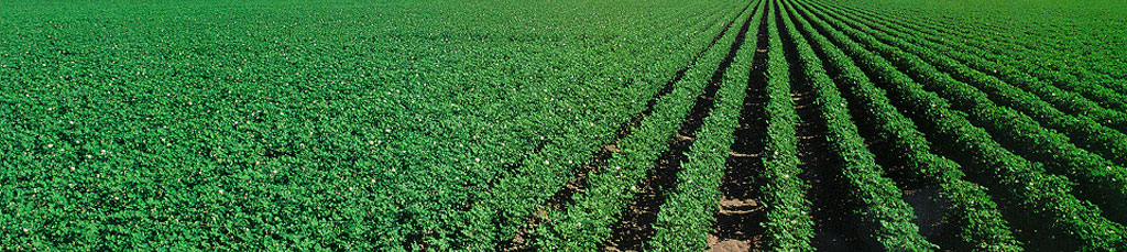 Cotton Today - Environmental Responsibility - Cotton Incorporated