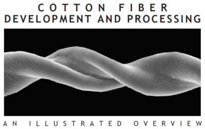 Cotton Fiber Development and Processing an Illustrated Overview