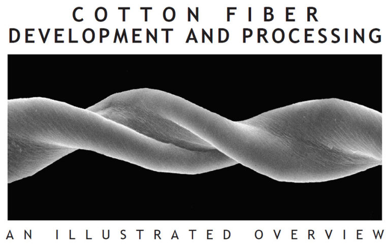 Cotton Fiber Development and Processing an Illustrated Overview